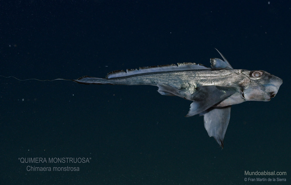 Chimaera monstrosa Linnaeus, 1758